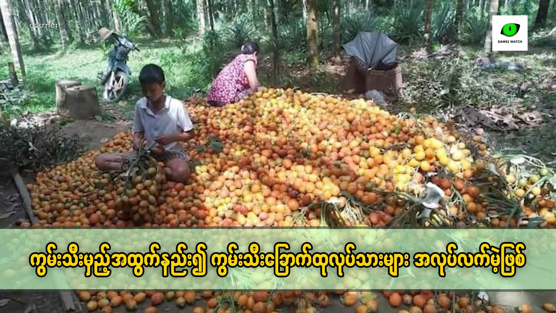 ကွမ်းသီးမှည့်အထွက်နည်း၍ ကွမ်းသီးခြောက်ထုလုပ်သားများ အလုပ်လက်မဲ့ဖြစ် - Dawei Watch